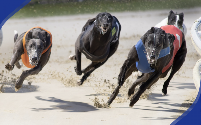 Greyhound Derby 2023 Betting Picks | SportsBettingSites